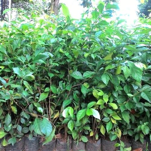 Jual pohon teh tehan pagar - pohon untuk pagar - Kab. Bogor - beautiful ...