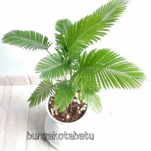Jual Tanaman hias Palem Paris Mini - Kota Batu - bungakotabatu | Tokopedia