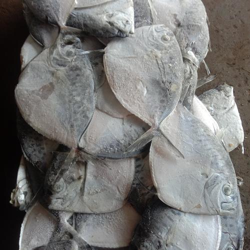 Jual ikan Bagong/ikan Semar 1 kg - Jakarta Utara - cenhong frozen fish ...
