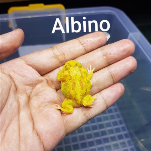 Jual PROMO - BELI KODOK PACMAN FROG BONUS BOX - PERSEDIAAN TERBATAS ...