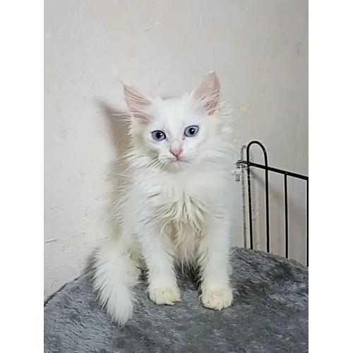 Jual Kucing persia mix mainecoon white solid - MK01 PELUNASAN - Jakarta ...
