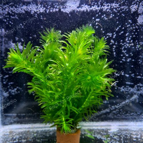 Jual egeria densa/hydrila | aquascep aquarium tanaman pot - Jakarta ...