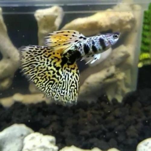 Jual PROMO! ikan guppy yellow tiger king cobra sepasang - Kota Depok - Fishtreasure. id | Tokopedia