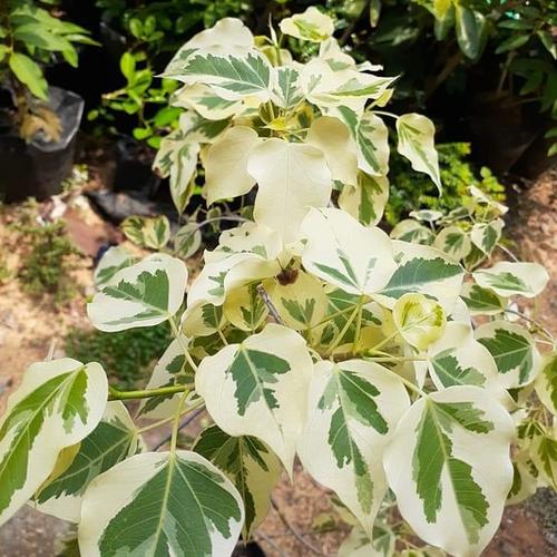 Jual Tanaman Hias Ficus Rumphi Variegata daun putih cantik bagus dan ...