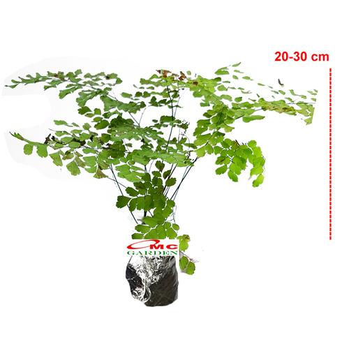 Jual Suplir Pohon Pakis Tanaman Hias gantung Pot 2030 - Kota Depok ...