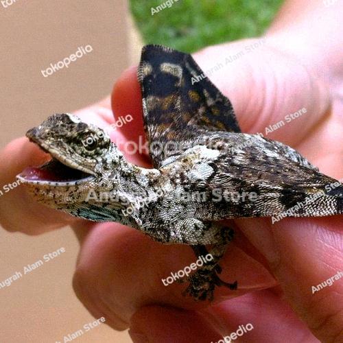 Jual JUAL FLYING LIZARD DRACO VOLANS~HAP HAP~CEKIBAR~1 EKOR - Kab ...