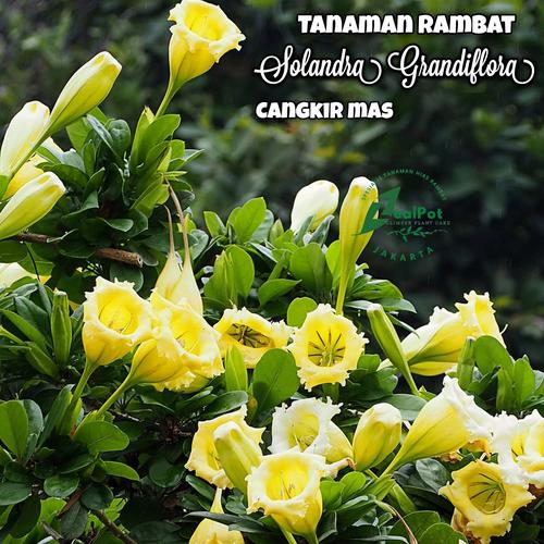 Jual Tanaman Rambat Solandra grandiflora - Tanaman cangkir mas - M ...