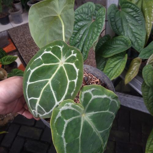 Jual anthurium crystal ball - 3 daun medium C - Jakarta Barat - Kebun Hijau By Puni | Tokopedia