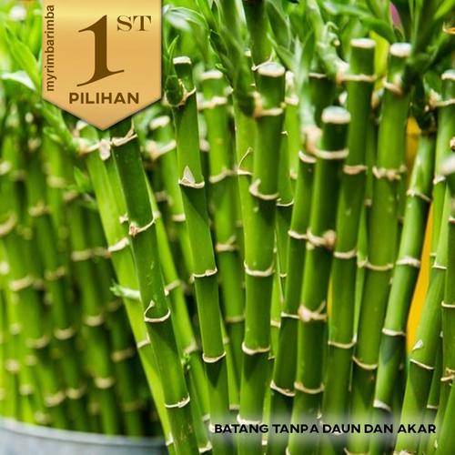 Jual Bambu Hoki Tanaman Air Hiasan Aquarium Aquascape Bamboo Ikan Hias ...