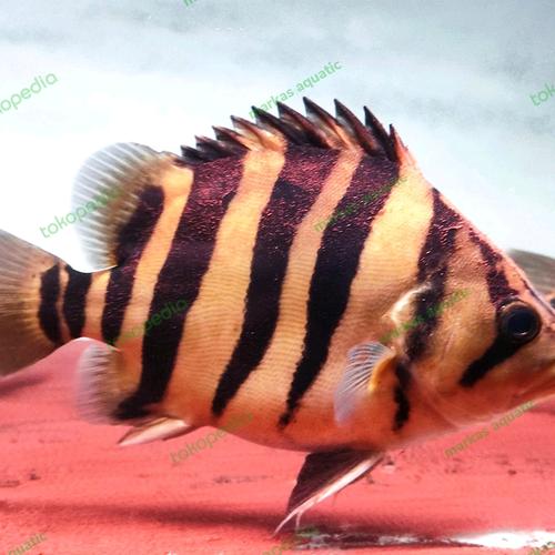 Jual datz sumatra 20cm - Kota Tangerang Selatan - markas aquatic ...