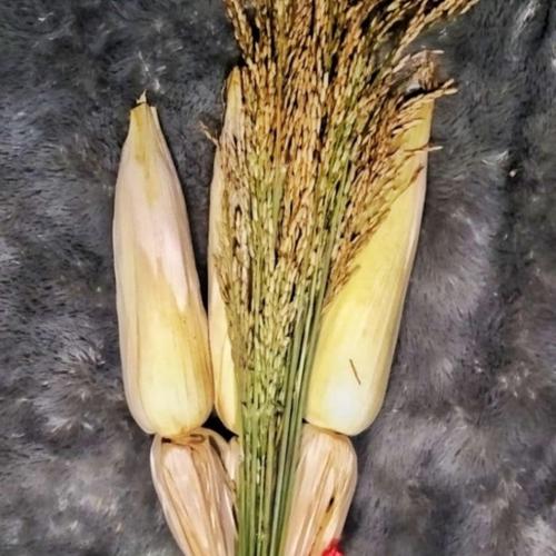 Jual paket padi dan jagung utuh,padi beserta tangkai,dan jagung bonggol ...