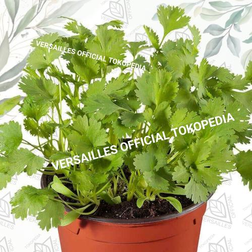 Jual Apium graveolens Tanaman Seledri Sayur Hias Bunga Tumbuhan Plant ...