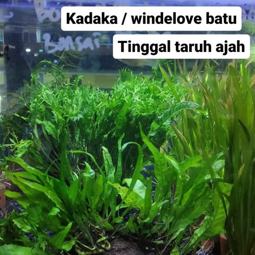 Jual Kadaka / Windelove / Java Fern - 1 pakis - Kab. Sleman - MIG ...