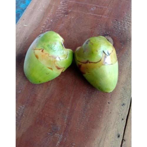 Jual beluluk buah kelapa anakan mini - Kota Tasikmalaya - jt na | Tokopedia
