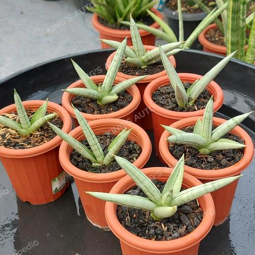 Jual SANSE / SANSEVIERIA BONCEL PLATINUM 1 POT - Kota Tangerang Selatan ...