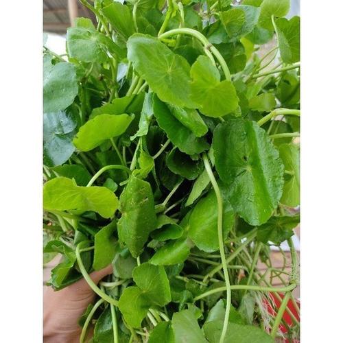 Jual daun pegagan segar,daun herbal obat epilepsi antanan kaya manfaat ...