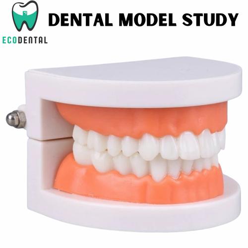 Jual Dental Phantom Gigi Model Study Alat Peraga Edukasi Dokter Gigi ...