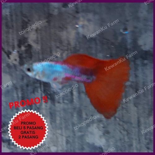 Jual Guppy Platinum Red Tail Sepasang - Normal - Kota Surabaya ...