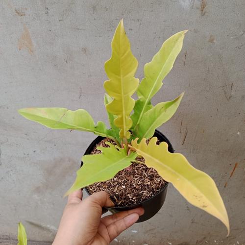 Jual philodendron golden saw, tanaman hias indoor , philo golden saw ...