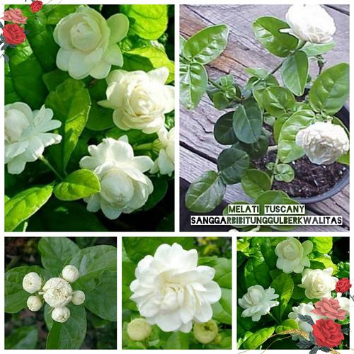Jual Bibit Bunga Melati Tuscany - Kab. Kediri ...