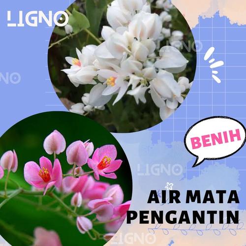 Jual Bunga Air Mata Pengantin - Biji Benih Tanaman - Putih - Kab ...