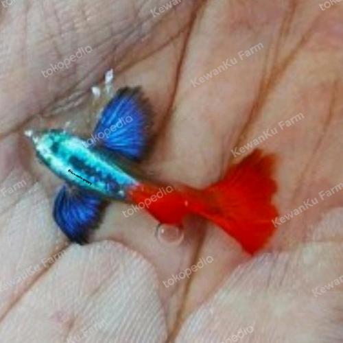 Jual Ikan Guppy PRTDE Platinum Red Tail Dumbo Ear Sepasang - Kota Surabaya - Kewanku Farm ...