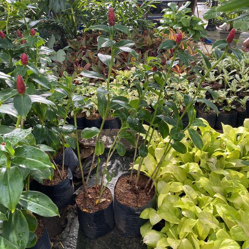 Jual Tanaman Pacing Pentol Tinggi 80-100cm - Jakarta Barat - little ...