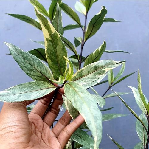 Jual PROMO Tanaman gandarusa varigata - Pohon gandarusa putih - Kab ...