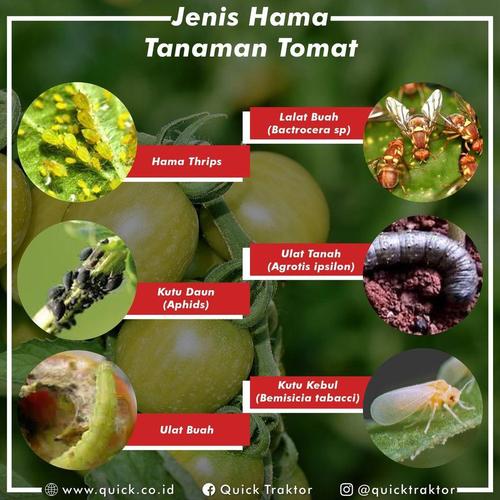 Jual pestisida curacron 100 ml - insektisida curacron - obat hama ulat ...