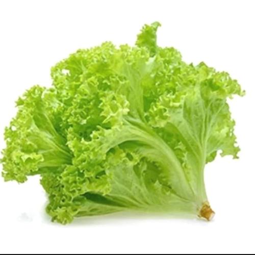 Jual Sayur Selada Segar 200gram - Jakarta Barat - frutty fresh | Tokopedia