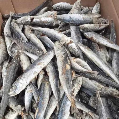 Jual ikan layang rebus 1kg - Jakarta Utara - Dunia ikan asin 99 | Tokopedia