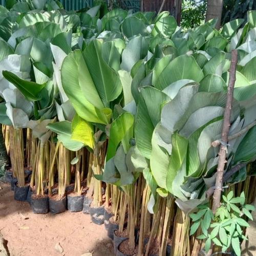 Jual Tanaman Hias Calathea Pisang | Calathea Lutea - Pisang pisangan ...