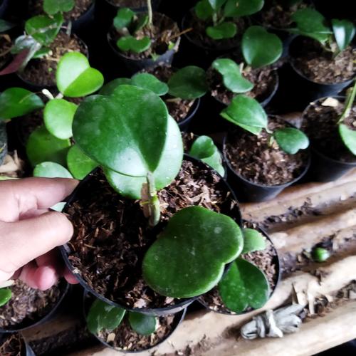 Promo tanaman hias hoya love - Kota Tangerang Selatan - Sumber Berkah ...
