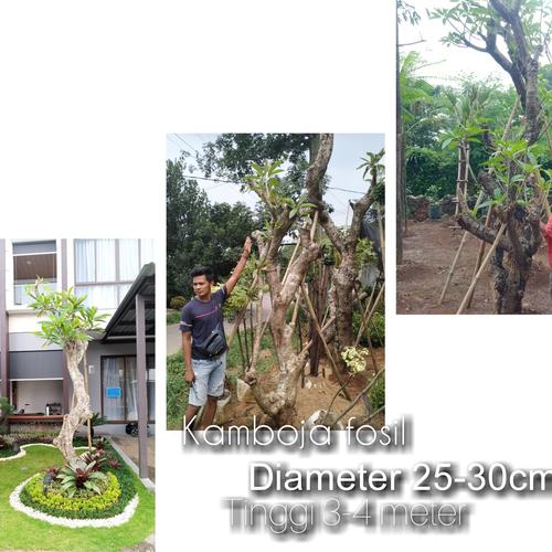 Jual pohon kamboja fosil bali - Kab. Bogor - Eyi flora indah | Tokopedia