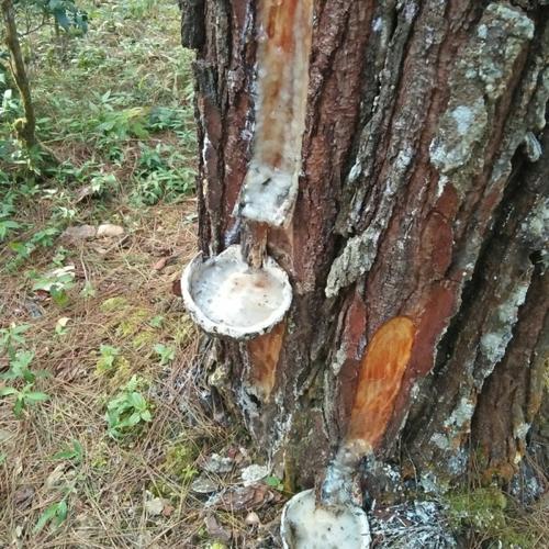 Jual Getah pinus,resin trigaona,kelulut lanceng.cocok untuk ternak ...