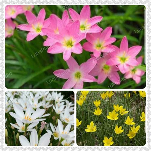 Promo paket tanaman hias lily hujan - tanaman lily hujan - Bunga Pink ...