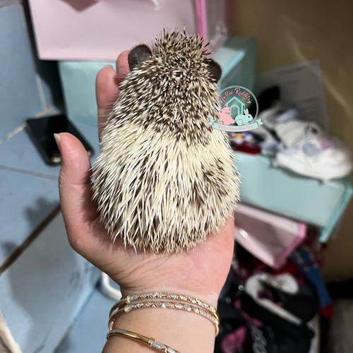 Jual landak mini lucu hedgehog lamin landak susu albino tobiano Pinto ...