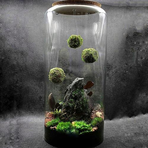 Jual Closed Ecosystem Terrarium Mossball Mini Planet - Terpisah ...