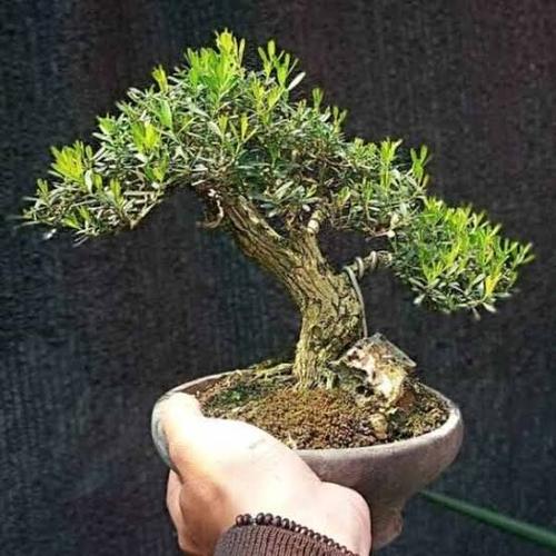 Jual Bibit Bonsai Boxus | Bibit Tanaman Boksus Bahan Bonsai - Jakarta ...