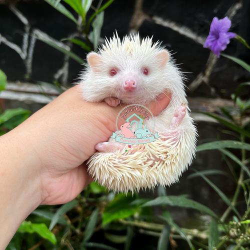 Jual landak mini hedgehog landak susu albino Charcoal Tobiano Pinto sp ...