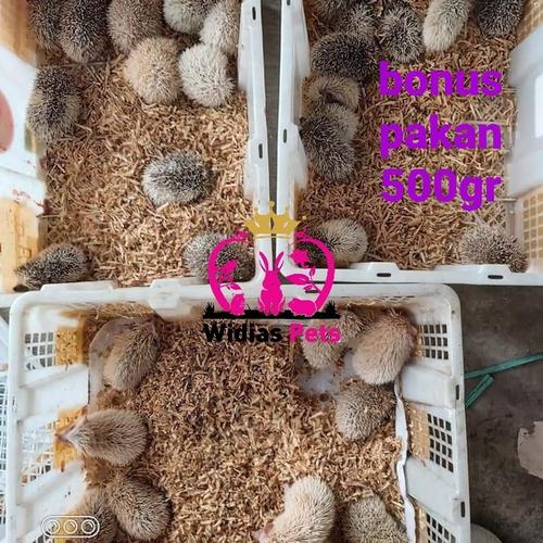 Jual landak mini anakan 2bln hedgehog - Kota Tangerang - widias hamster ...