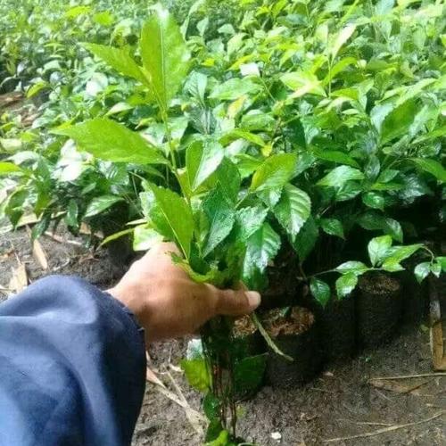 Jual Tanaman hias pohon Tetehan - Kab. Bogor - Dekorasi Tanaman hias ...