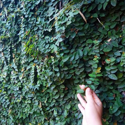 Jual PROMO 200 tanaman rambat dolar kecil Tanaman dinding dollar kecil ...