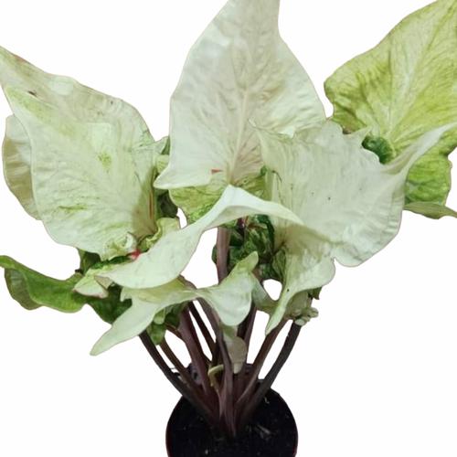 Jual Anakan caladium hybrid Walur series - Kab. Sleman ...