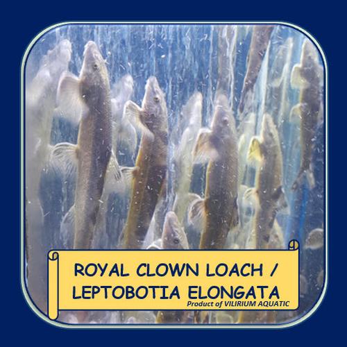 Jual IKAN HIAS AIR TAWAR - ROYAL CLOWN LOACH aka LEPTOBOTIA ELONGATA ...