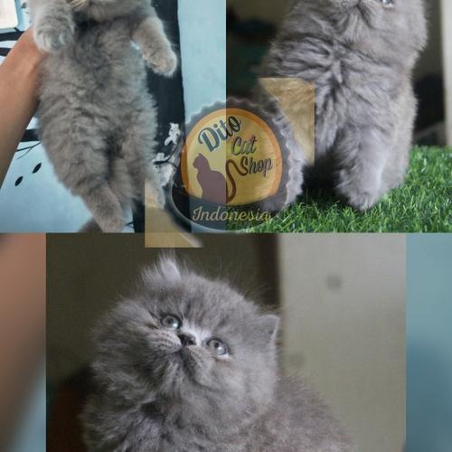 Jual Kucing Persian Flatnose Blue Solid Long Hair - Jakarta Pusat ...
