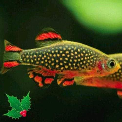 Jual ikan rasbora galaxy - ikan aquascape -ikan air tawar hiasan ...