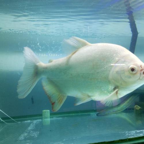 Jual bawal pacu albino jumbo - Kab. Bekasi - Sockinajegenk07 | Tokopedia