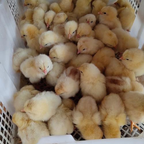 Jual doc anak ayam - Kota Bogor - The_alisa_shop | Tokopedia