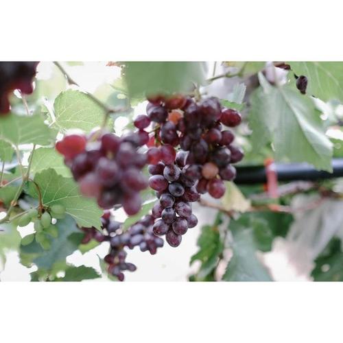 Promo Bibit Anggur Import Jupiter asli grafting super genjah - Kab ...